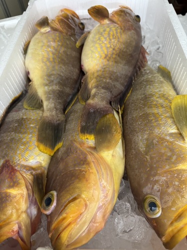 活〆アオハタ4入約6.1kg(釣) | UUUO(ウーオ)