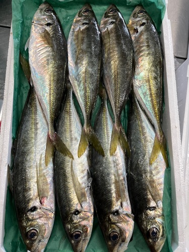 マアジ(定置) | UUUO(ウーオ)