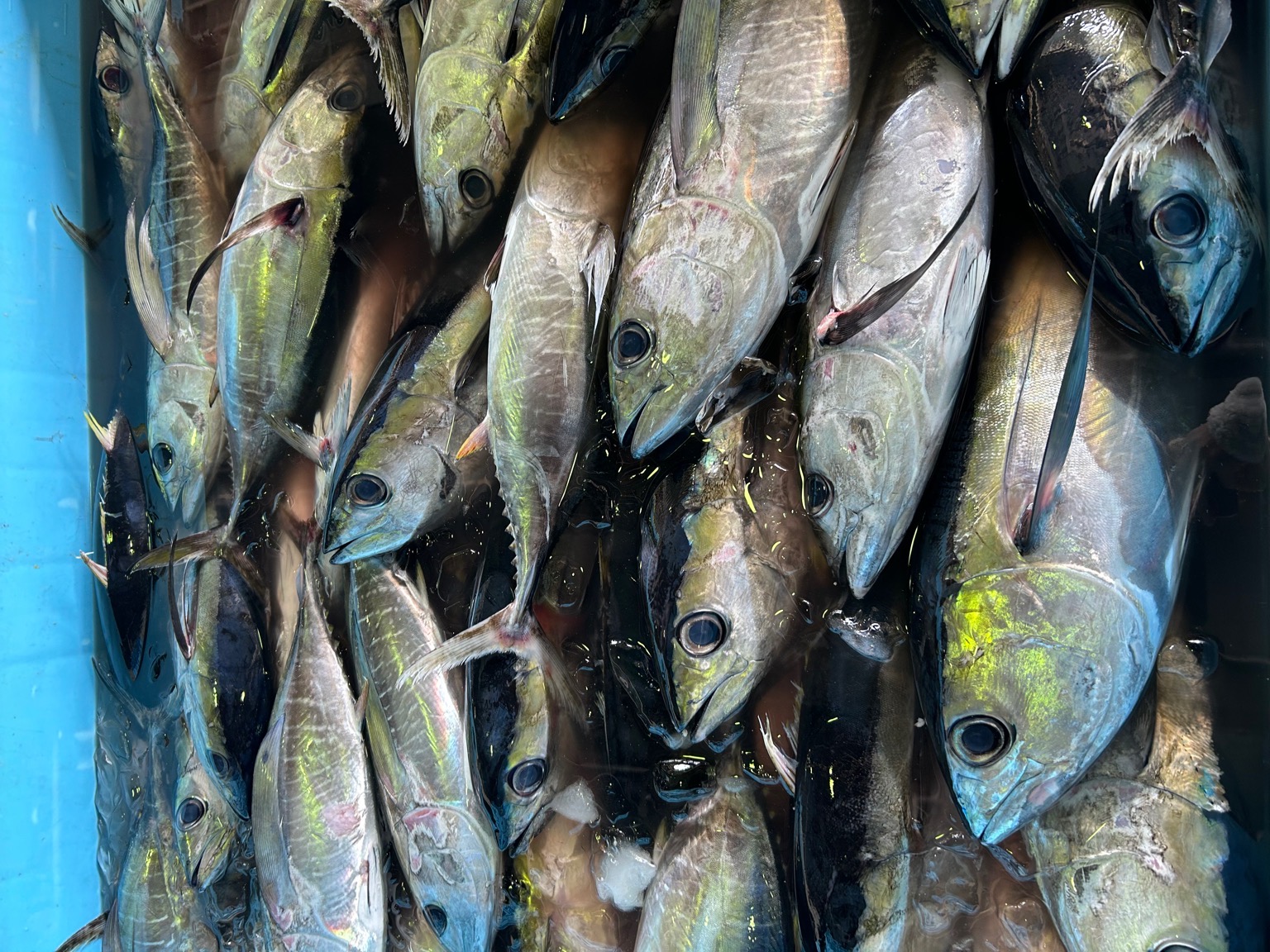 メバチマグロ3入約10kg | UUUO(ウーオ)