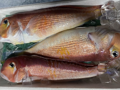 アマダイ3入約3.3kg(釣) | UUUO(ウーオ)