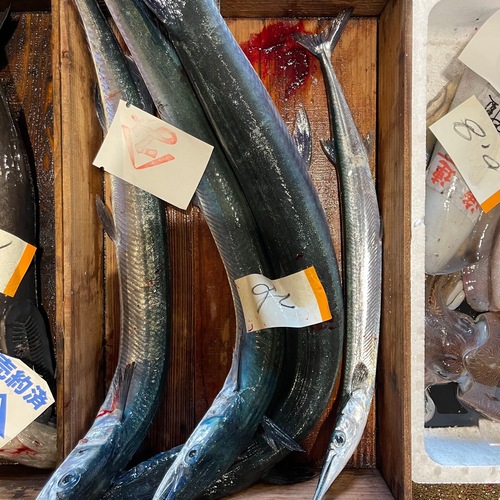 ダツ3〜4入約9kg(沿岸) | UUUO(ウーオ)