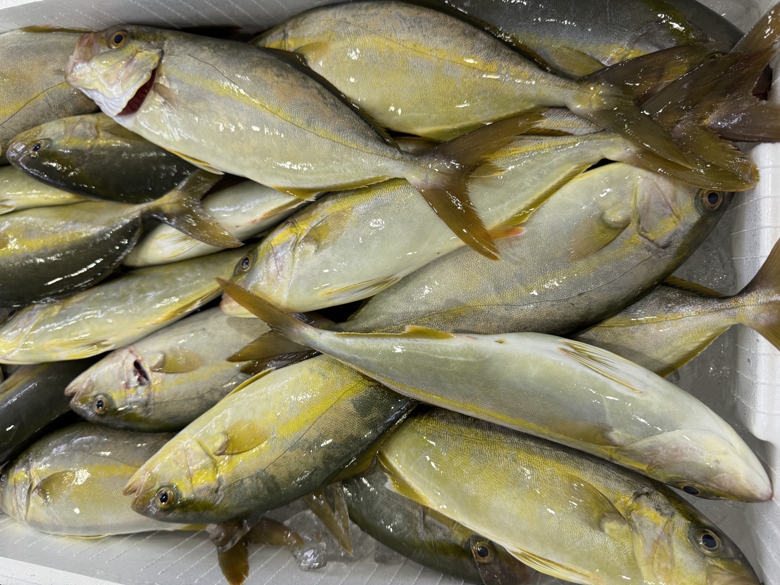 カンパチ22入前後約7kg(定置) | UUUO(ウーオ)