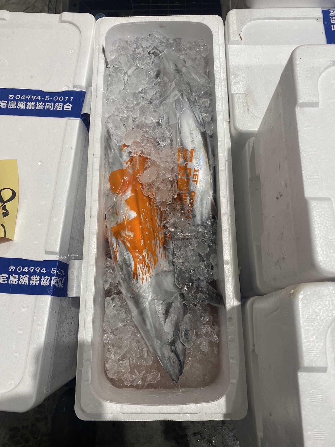 カツオ約4.5kg | UUUO(ウーオ)