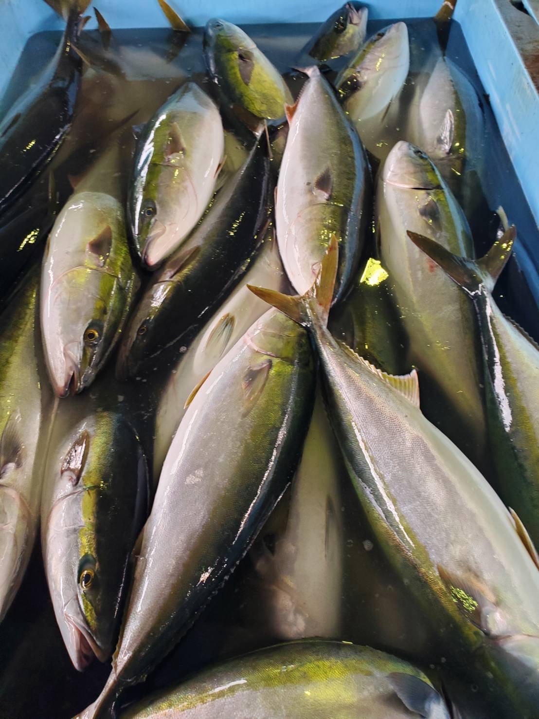 活〆ワラサ11/13k2入約11kg(定置) | UUUO(ウーオ)