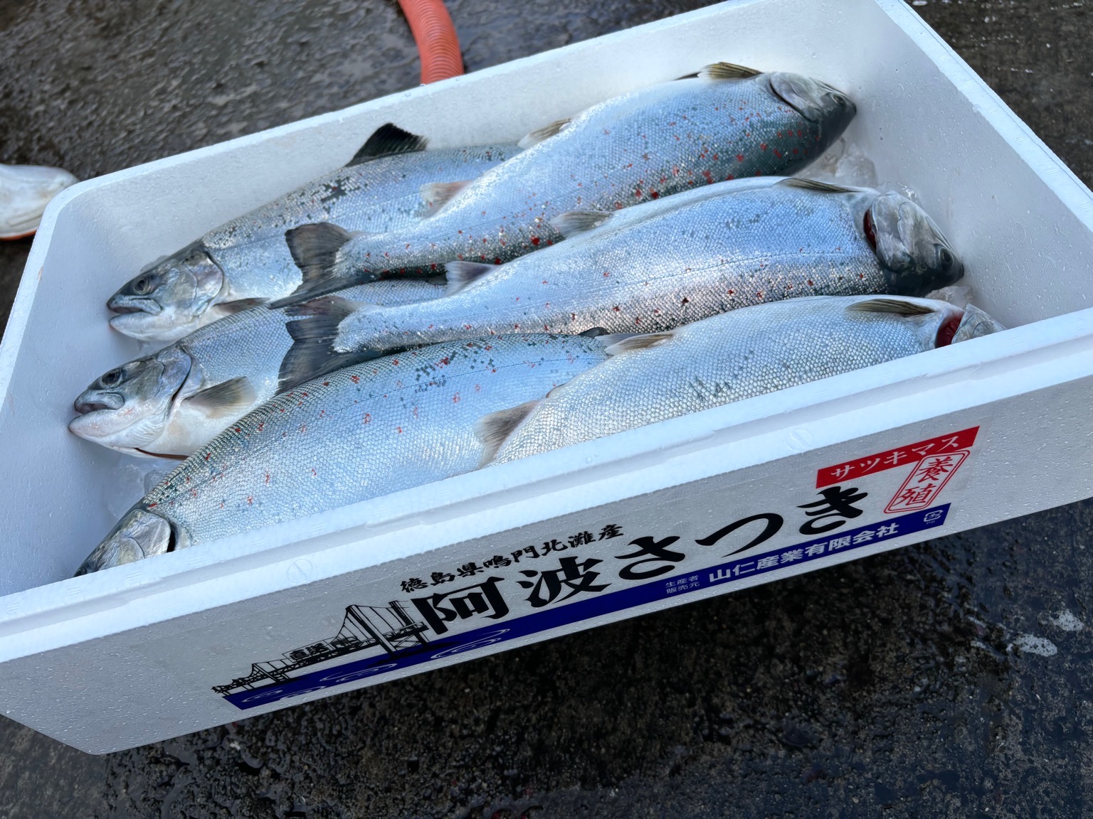 活〆サツキマス(養殖)5/8尾 0.8〜1.26入約6kg | UUUO(ウーオ)