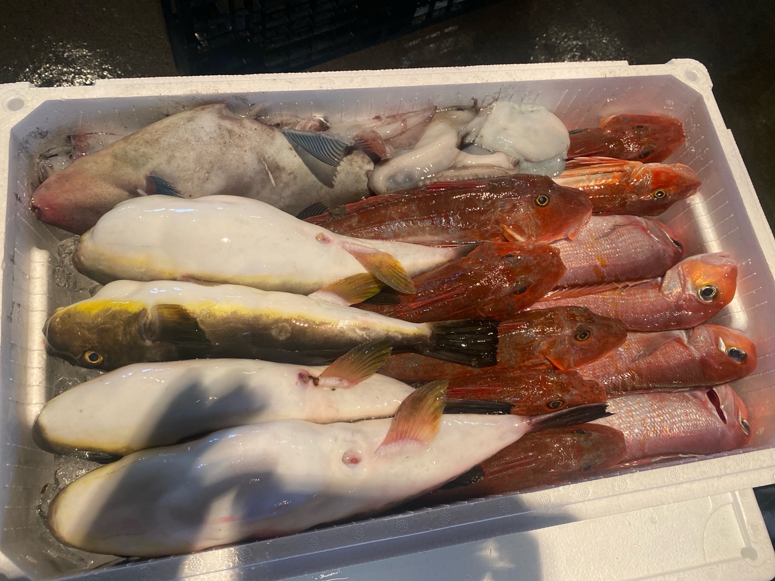 マフグ鮮魚BOX約5kg(底曳) | UUUO(ウーオ)