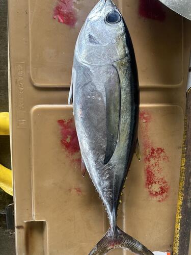 メバチマグロ3〜5k2入約7kg(釣) | UUUO(ウーオ)