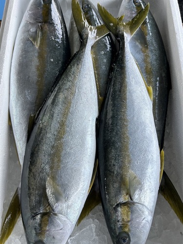 活〆ヒラマサ6-7k台4入約6.5kg(定置) | UUUO(ウーオ)