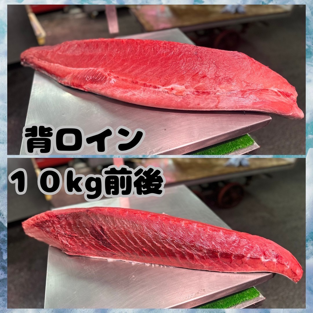 本マグロ（養殖） | UUUO(ウーオ)