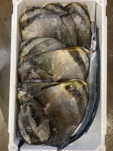 ツバメウオ | UUUO(ウーオ)