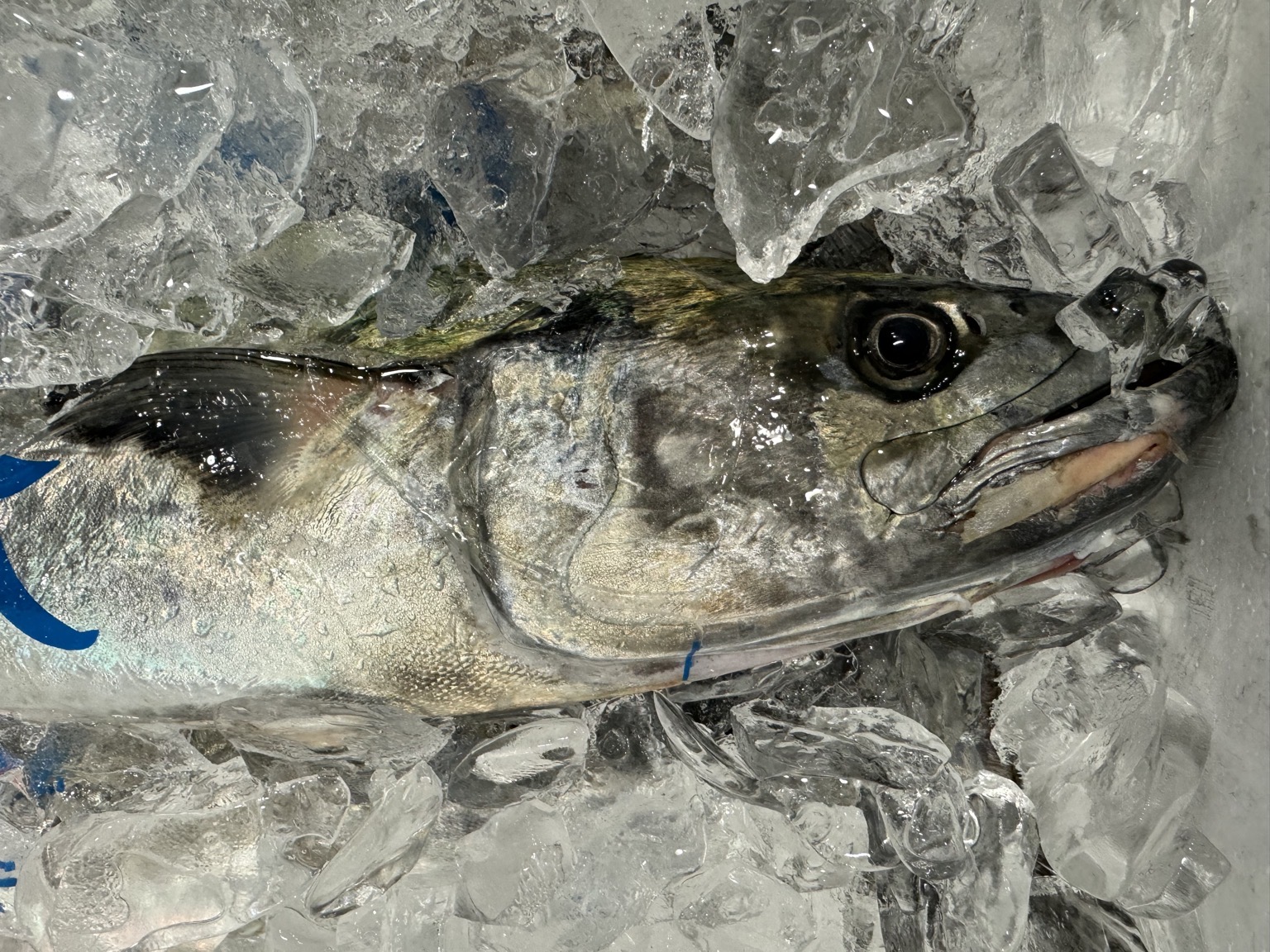 サワラ(定置) | UUUO(ウーオ)