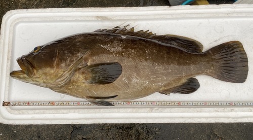 神経〆クエ1入約13.5kg(銛突) | UUUO(ウーオ)