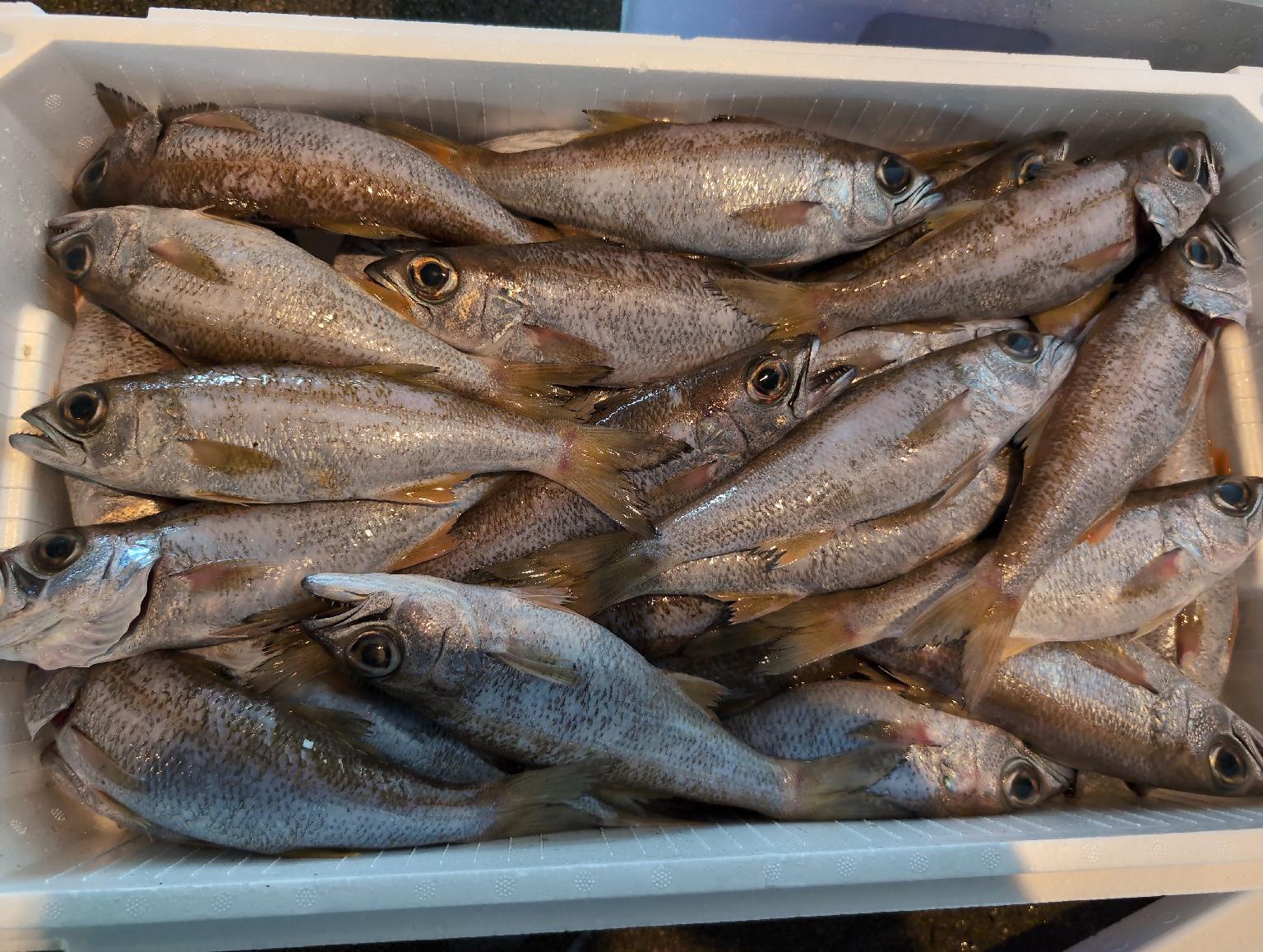 クロムツ約7kg(定置) | UUUO(ウーオ)