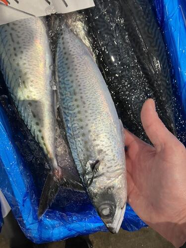 ゴマサバ7入約5kg(定置) | UUUO(ウーオ)