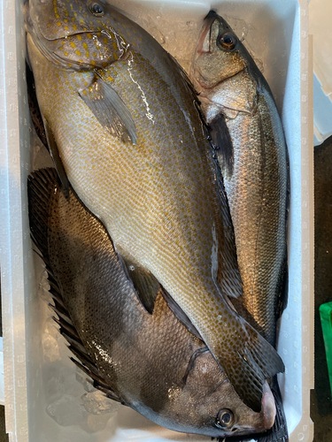 鮮魚BOX3入約6.5kg(定置) | UUUO(ウーオ)