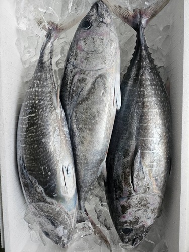 ヨコワ7／8㌔台3入約7.6kg(定置) | UUUO(ウーオ)