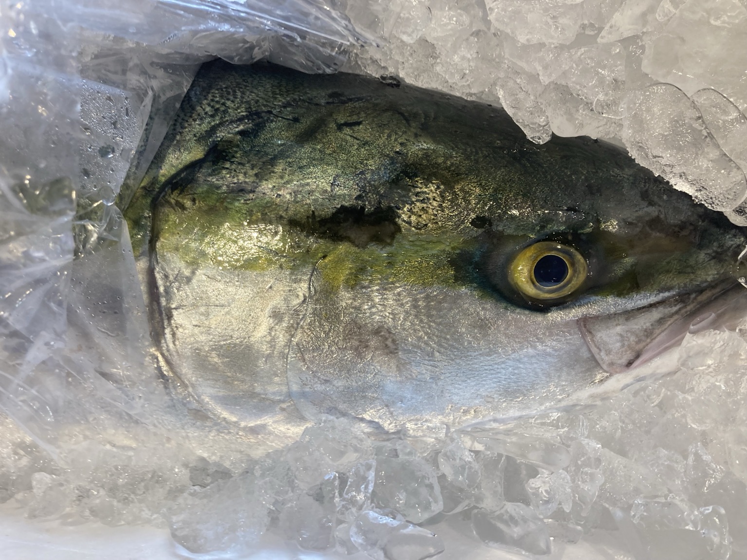 ブリ1尾5-6k台2入約11.5kg | UUUO(ウーオ)