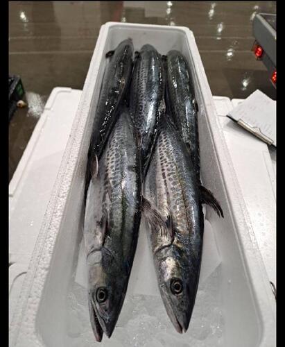 サゴシ5入約5kg(定置) | UUUO(ウーオ)