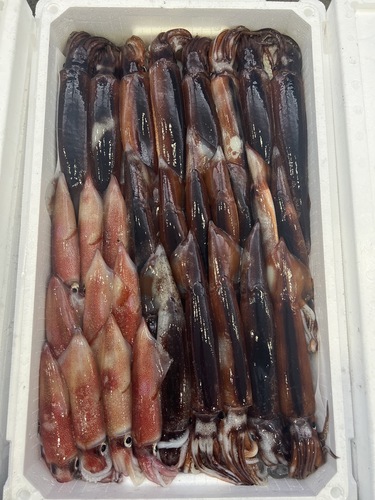 鮮魚BOX約4.5/5k約4.5kg(釣) | UUUO(ウーオ)