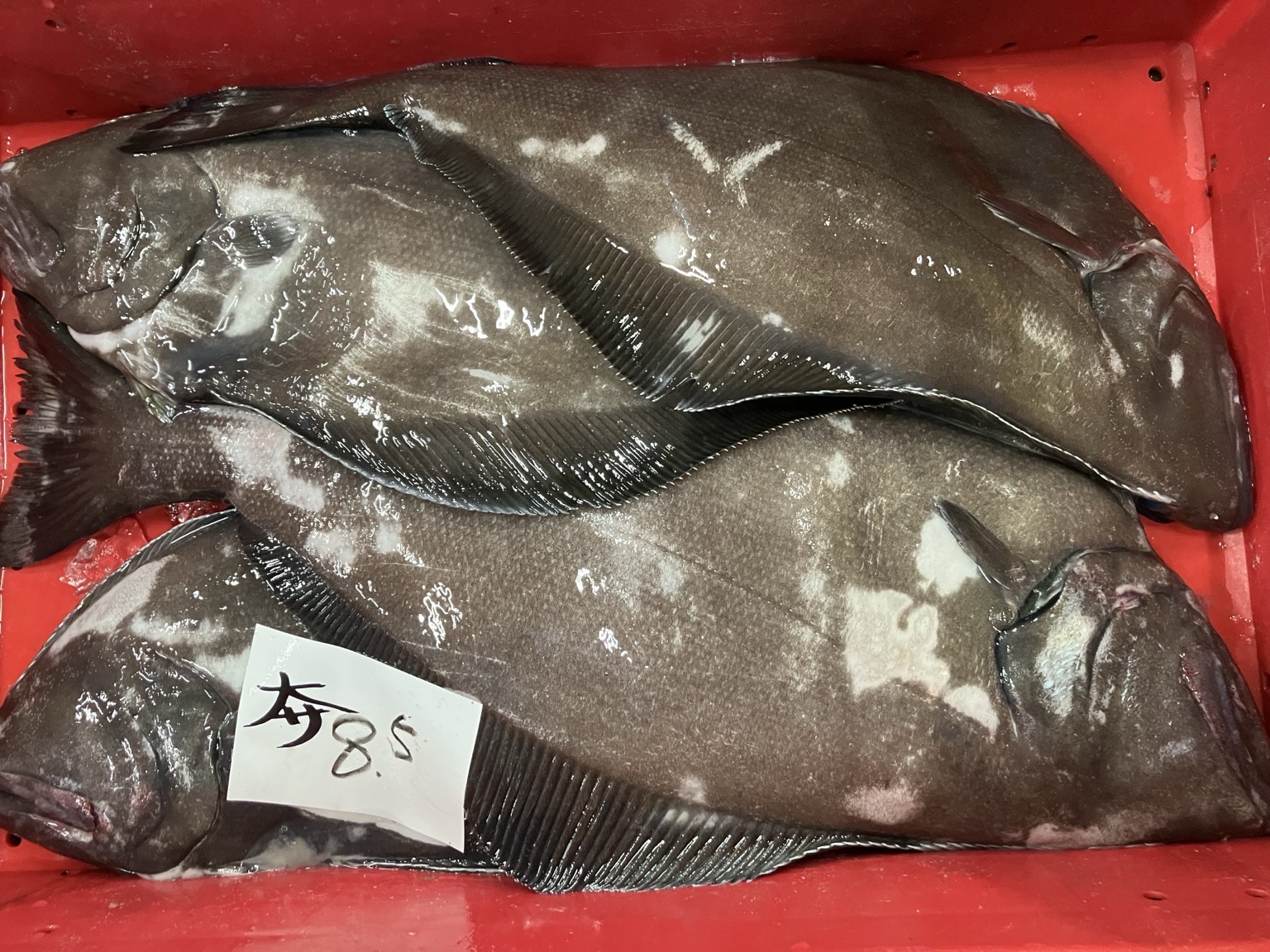 アブラガレイ約7kg(底曳) | UUUO(ウーオ)