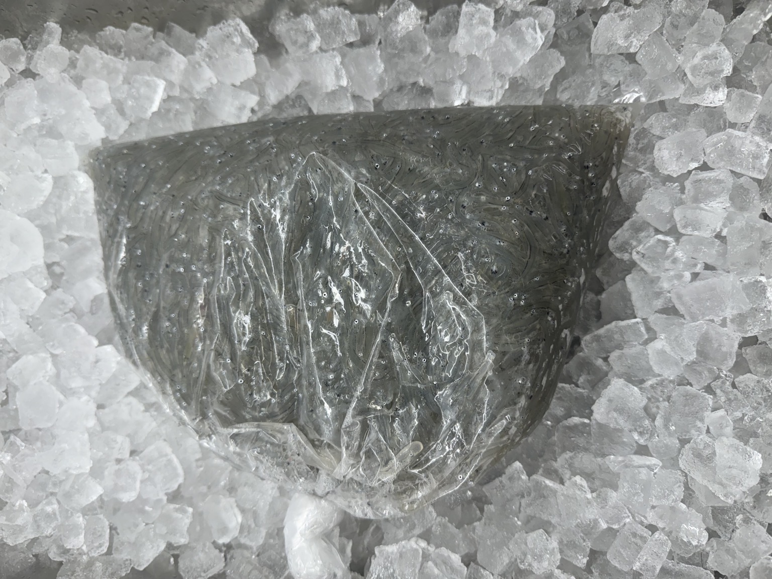 シラス1k×6袋約6kg(底曳) | UUUO(ウーオ)