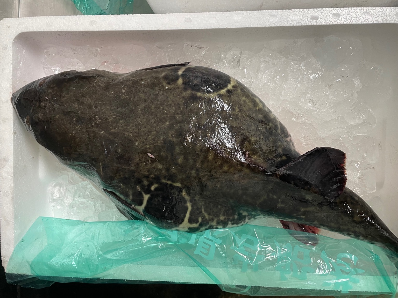 トラフグ1入約6.5kg(底曳) | UUUO(ウーオ)