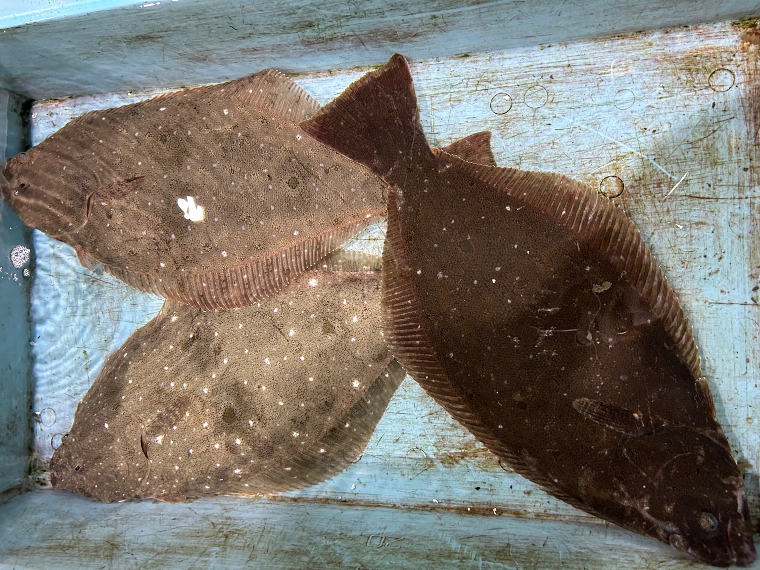 活ヒラメ約6kg | UUUO(ウーオ)