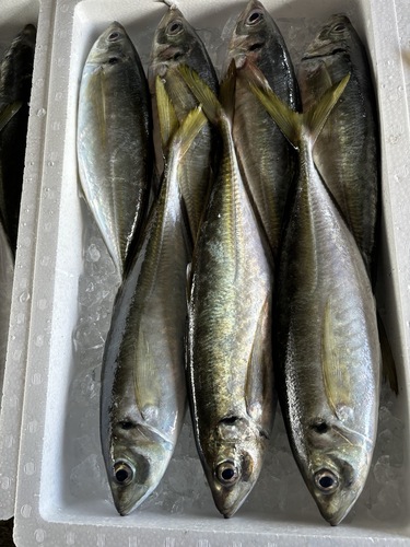 マアジ7-9入脂質10%約4.2kg(定置) | UUUO(ウーオ)