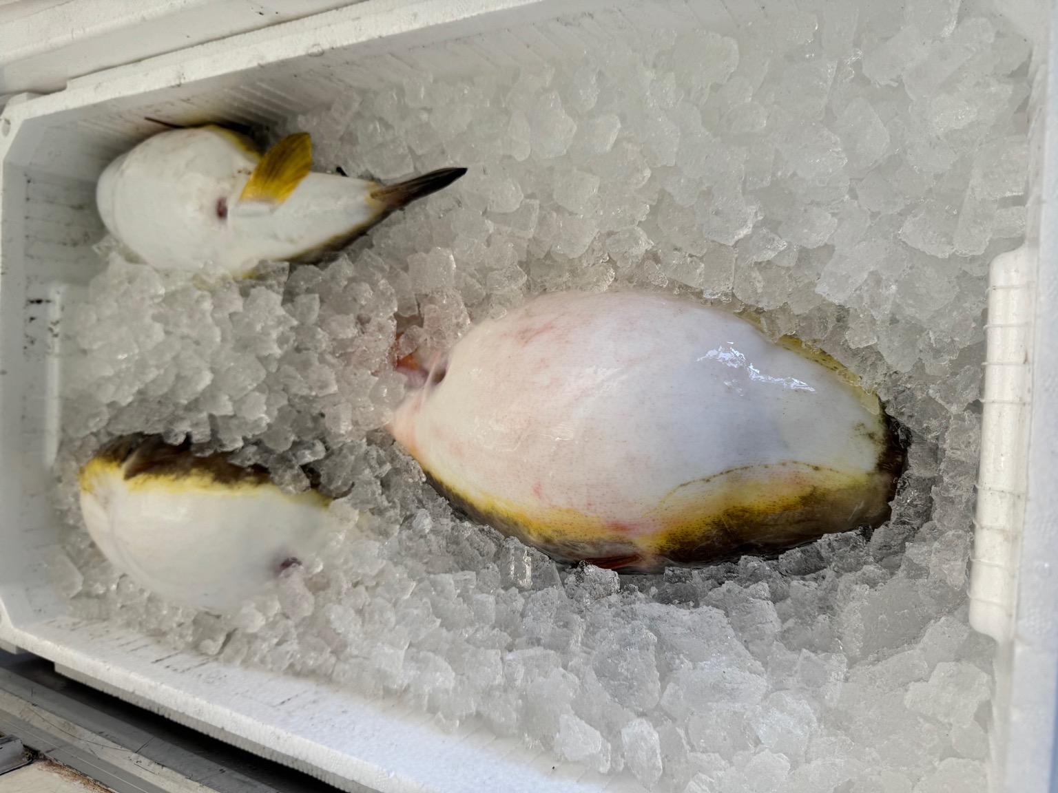 マフグ白子入3入約3.2kg(底曳) | UUUO(ウーオ)