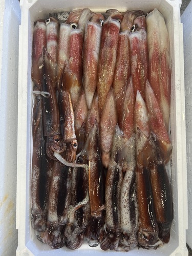 鮮魚BOX約4.5kg(釣) | UUUO(ウーオ)