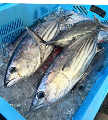 カツオ3入約5kg(釣) | UUUO(ウーオ)