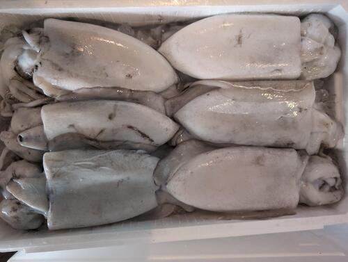 コウイカ(釣) | UUUO(ウーオ)