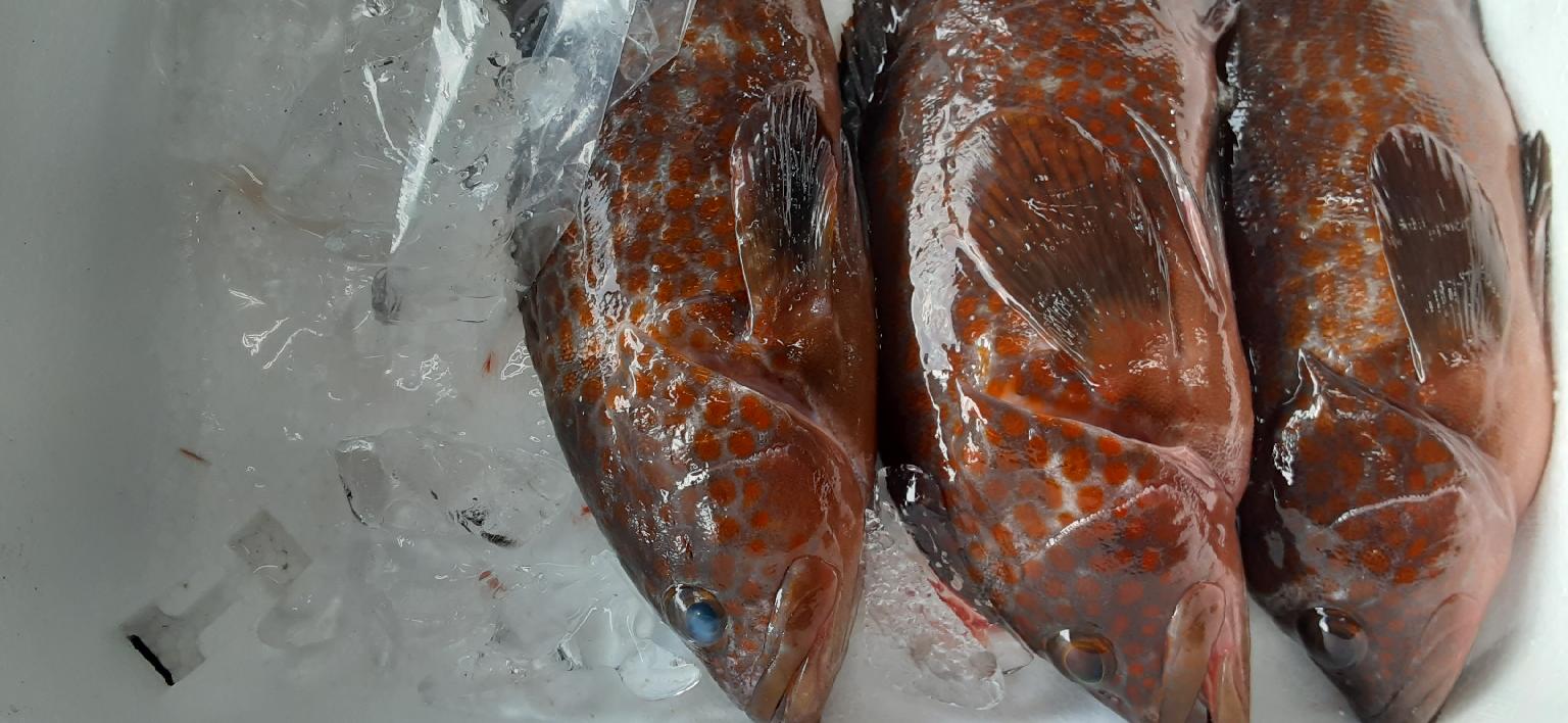 活〆キジハタ(釣) | UUUO(ウーオ)