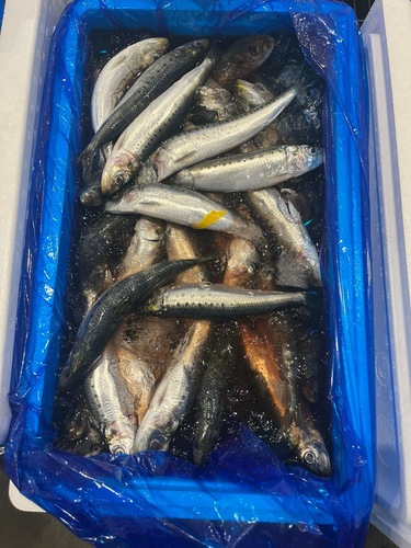 マイワシ55入約5kg(巻網) | UUUO(ウーオ)