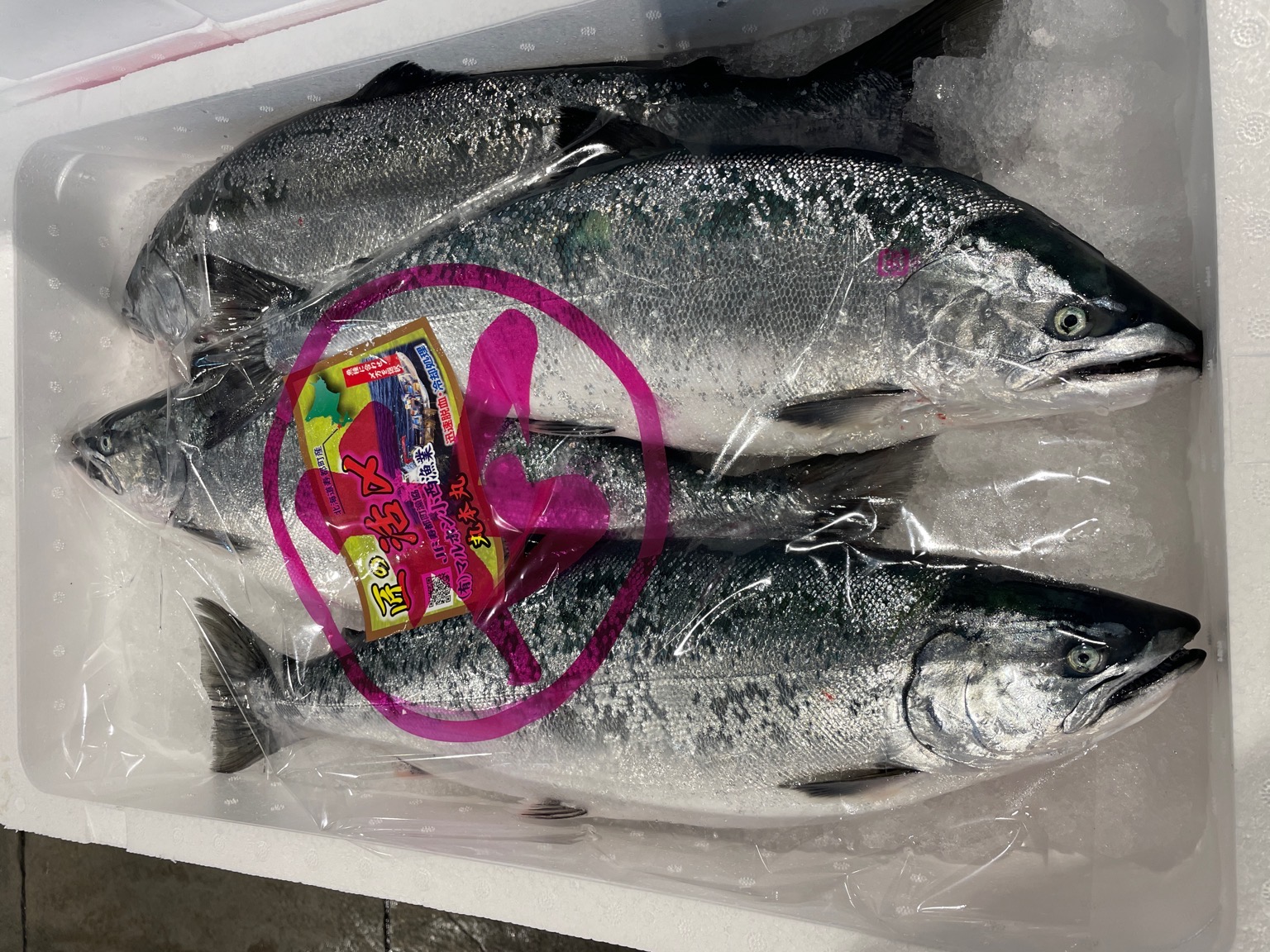 活〆本マス(定置) | UUUO(ウーオ)