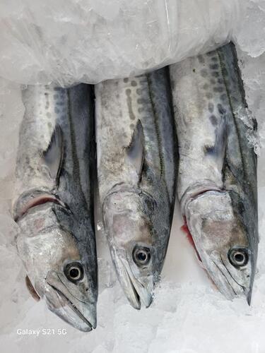 サワラ1.11～1.18キロ3入約3.43kg | UUUO(ウーオ)