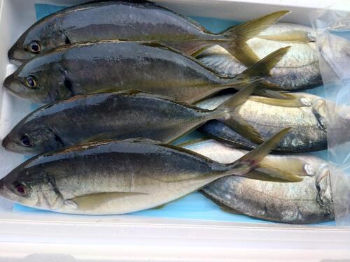 シマアジ7入約4kg(定置) | UUUO(ウーオ)