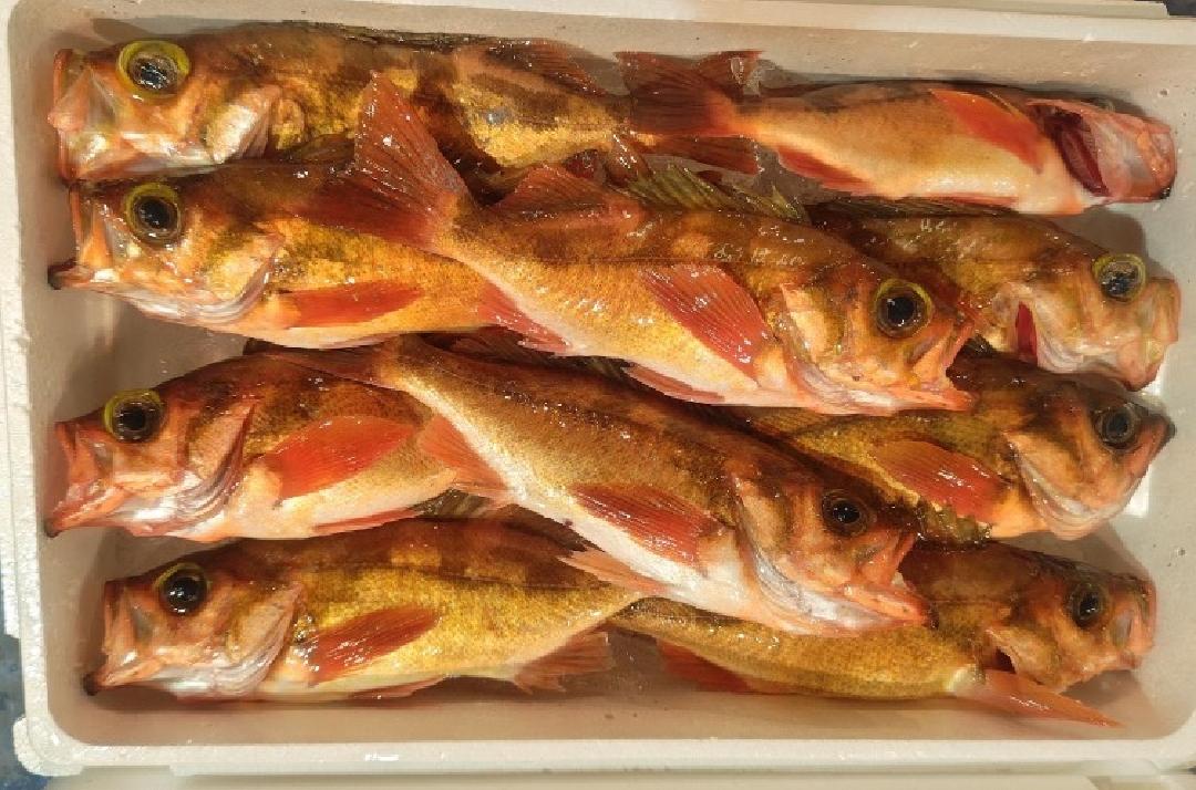 ウスメバル11入約3kg(沿岸) | UUUO(ウーオ)