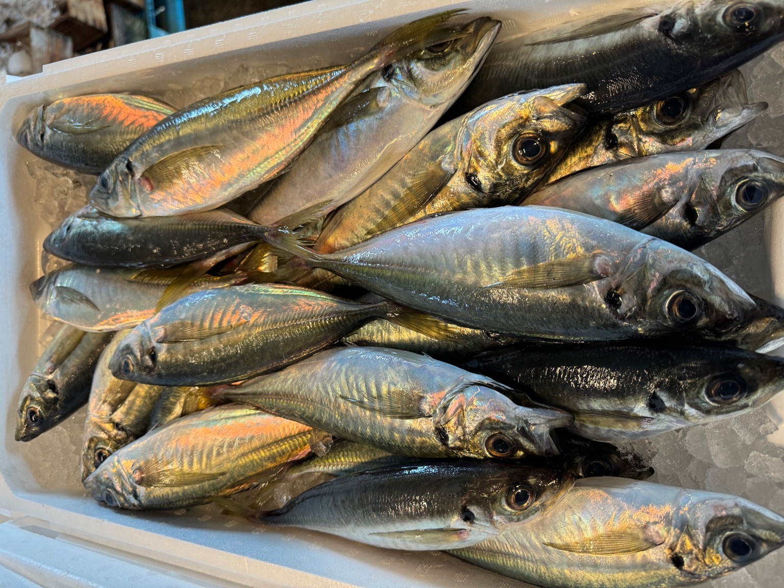 マアジ200g前後約5.5kg(巻網) | UUUO(ウーオ)