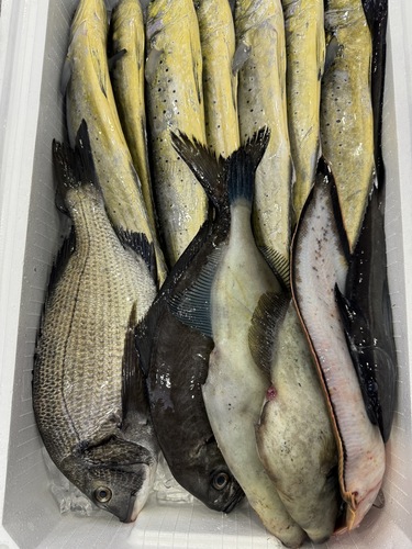 鮮魚BOX約6kg(定置) | UUUO(ウーオ)