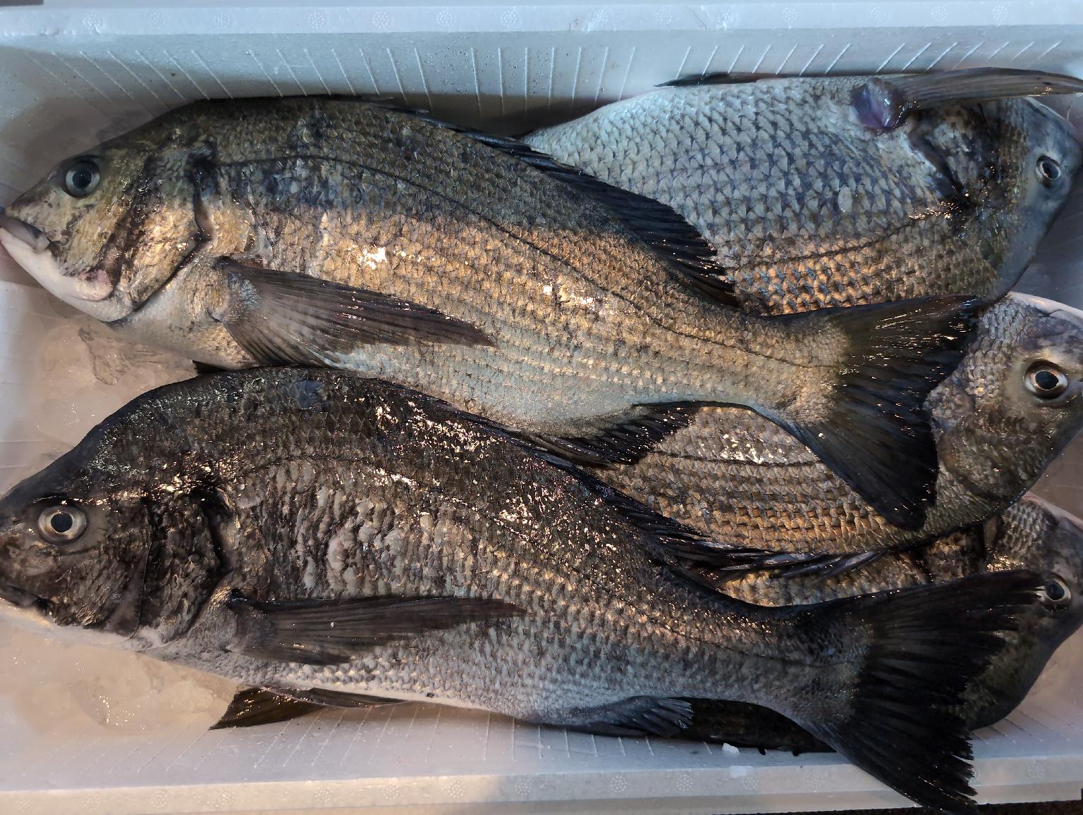 活〆クロダイ(定置) | UUUO(ウーオ)