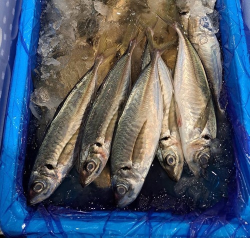 マアジ21/22入約5kg(沿岸) | UUUO(ウーオ)