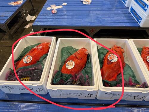 活〆メヌケ1入約1.8kg(沿岸) | UUUO(ウーオ)