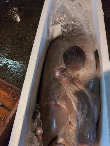 活〆クエ1入約11.3kg(釣) | UUUO(ウーオ)