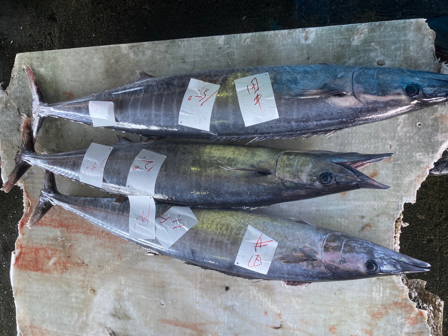 カマスサワラ(定置) | UUUO(ウーオ)