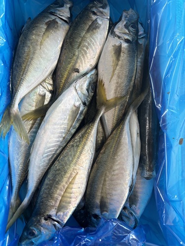 マアジ湾内物13-17入約5kg(定置) | UUUO(ウーオ)