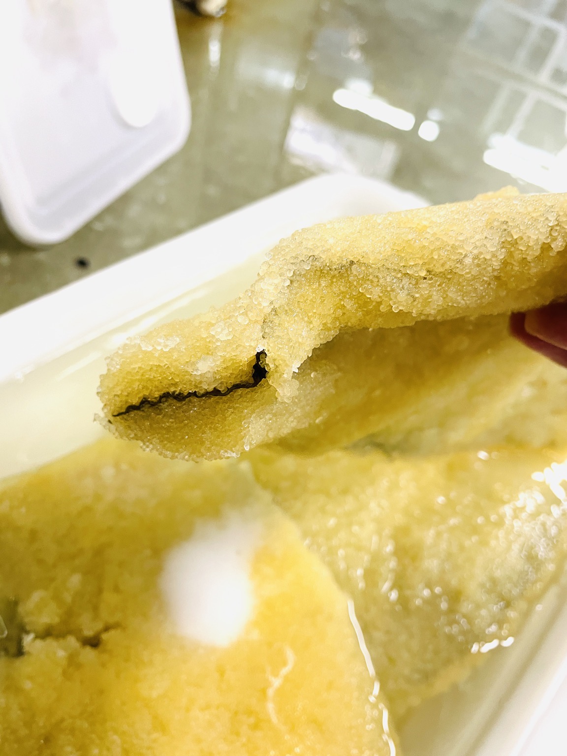 子持ち昆布JL1入約2kg(沿岸) | UUUO(ウーオ)