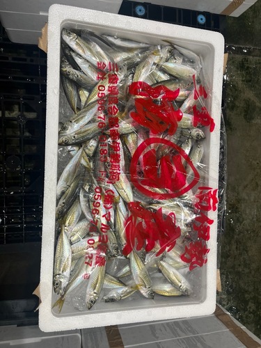 豆アジ1尾20g位約2kg | UUUO(ウーオ)