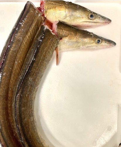 ハモサイズ700g-1kg前後5入約5kg(底曳) | UUUO(ウーオ)