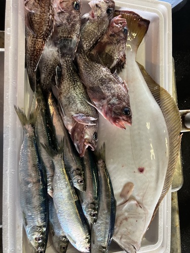 鮮魚BOX約4kg(沿岸) | UUUO(ウーオ)